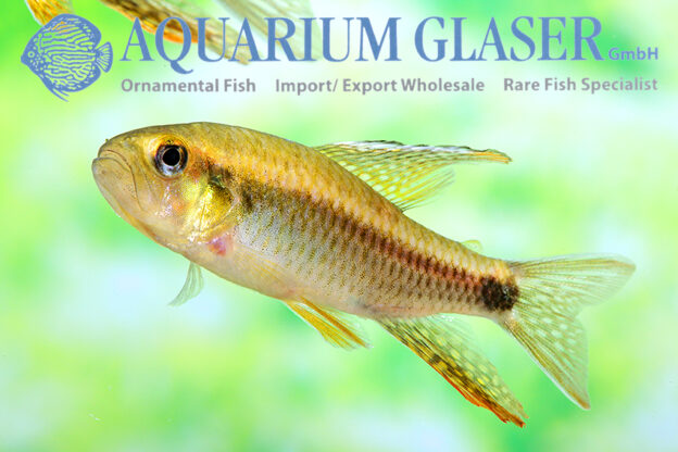 Crenuchus spilurus - Aquarium Glaser GmbH