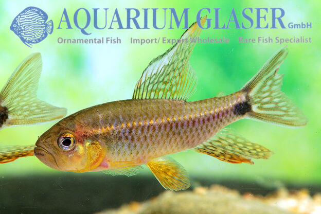 Crenuchus spilurus - Aquarium Glaser GmbH