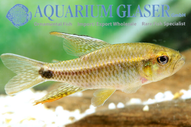 Crenuchus spilurus - Aquarium Glaser GmbH