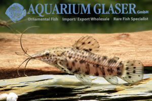 Megalechis thoracata (formerly: Hoplosternum thoracatum) - Aquarium ...