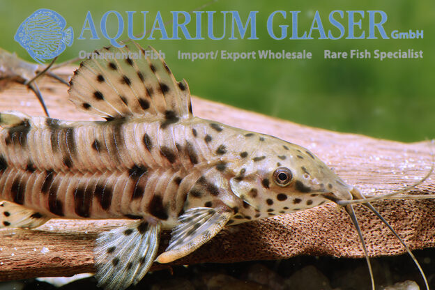 Megalechis thoracata (formerly: Hoplosternum thoracatum) - Aquarium ...