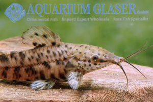 Megalechis thoracata (formerly: Hoplosternum thoracatum) - Aquarium ...