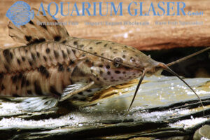 Megalechis thoracata (formerly: Hoplosternum thoracatum) - Aquarium ...