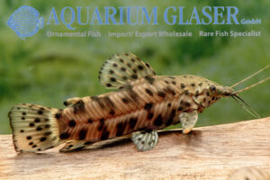 Megalechis thoracata (formerly: Hoplosternum thoracatum) - Aquarium ...