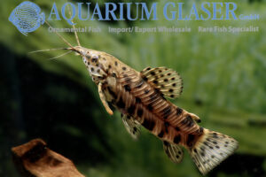 Megalechis thoracata (formerly: Hoplosternum thoracatum) - Aquarium ...