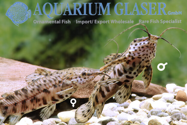 Megalechis thoracata (formerly: Hoplosternum thoracatum) - Aquarium ...