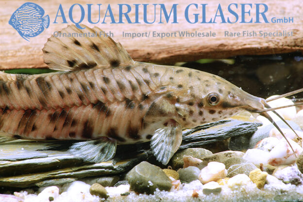 Megalechis thoracata (formerly: Hoplosternum thoracatum) - Aquarium ...