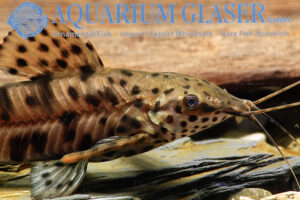 Megalechis thoracata (formerly: Hoplosternum thoracatum) - Aquarium ...