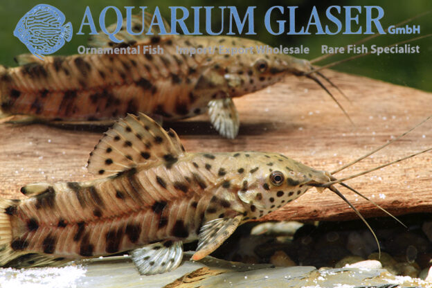 Megalechis thoracata (formerly: Hoplosternum thoracatum) - Aquarium ...