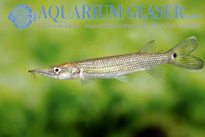 Ctenolucius hujeta - Aquarium Glaser GmbH