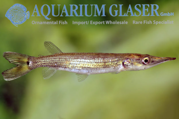 Ctenolucius hujeta - Aquarium Glaser GmbH