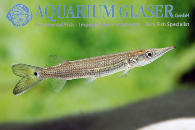 Ctenolucius hujeta - Aquarium Glaser GmbH