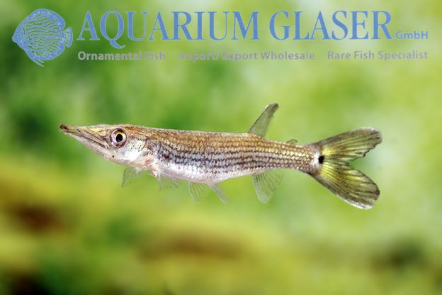 Ctenolucius hujeta - Aquarium Glaser GmbH