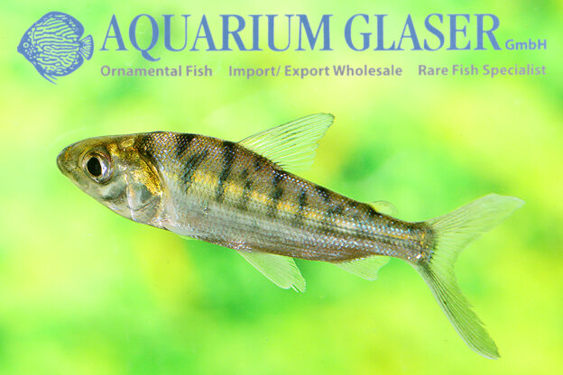 Curimata vittata - Aquarium Glaser GmbH