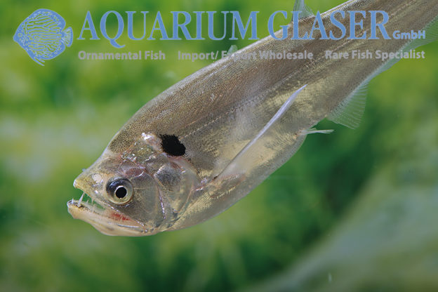 Cynodon gibbus - Aquarium Glaser GmbH