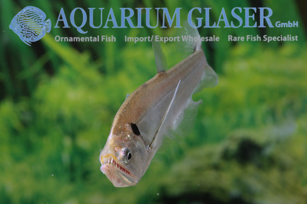 Cynodon gibbus - Aquarium Glaser GmbH