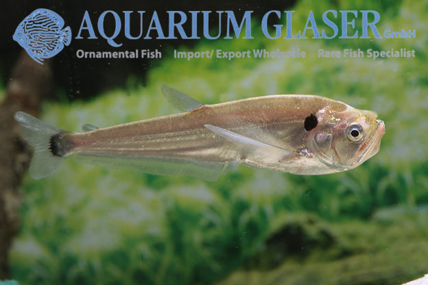 Cynodon gibbus - Aquarium Glaser GmbH