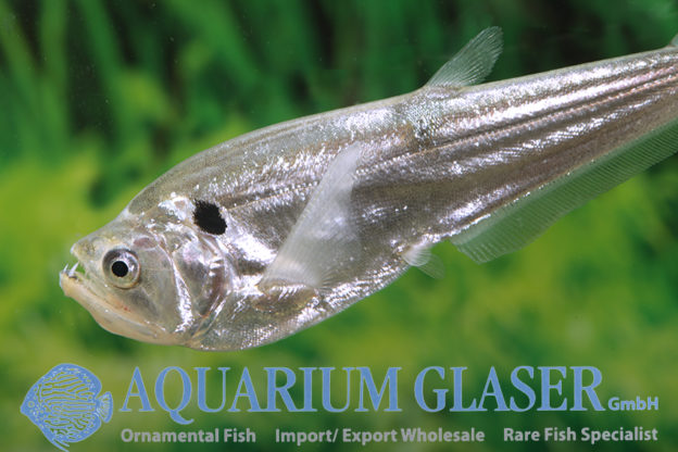 Cynodon gibbus - Aquarium Glaser GmbH