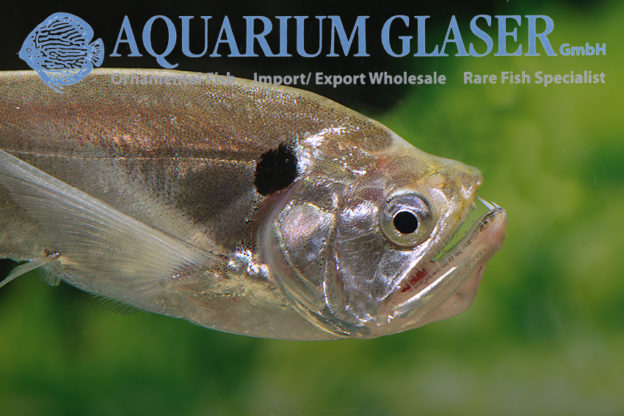 Cynodon gibbus - Aquarium Glaser GmbH