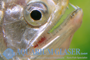 Cynodon gibbus - Aquarium Glaser GmbH