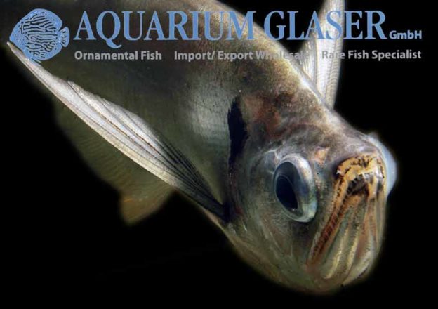 09. Characoids: tetra relationship - Aquarium Glaser GmbH