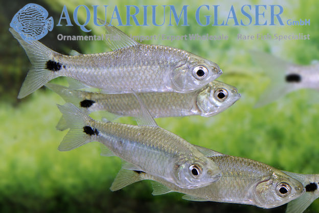 Curimatopsis macrolepis - Aquarium Glaser GmbH
