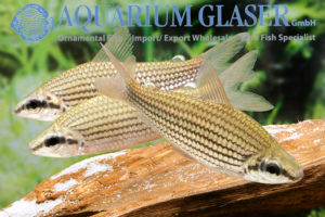 Cyphocharax multilineatus - Aquarium Glaser GmbH