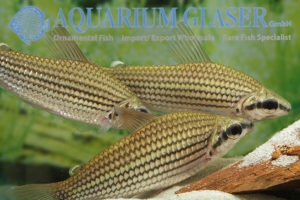 Cyphocharax multilineatus - Aquarium Glaser GmbH