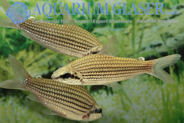 Cyphocharax multilineatus - Aquarium Glaser GmbH