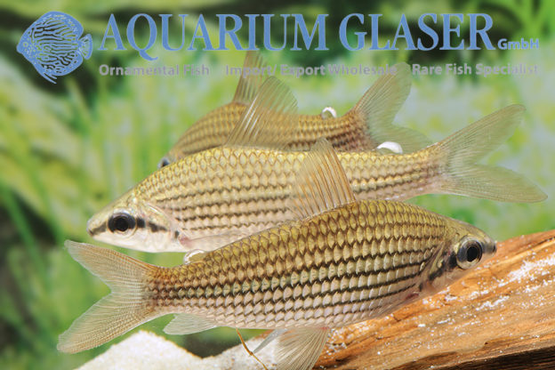 Cyphocharax multilineatus - Aquarium Glaser GmbH
