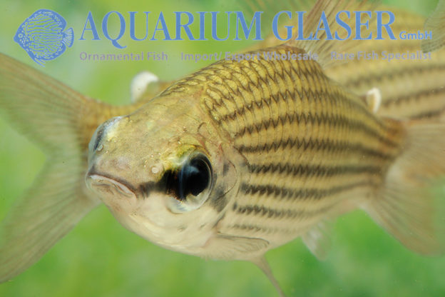 09. Characoids: tetra relationship - Aquarium Glaser GmbH