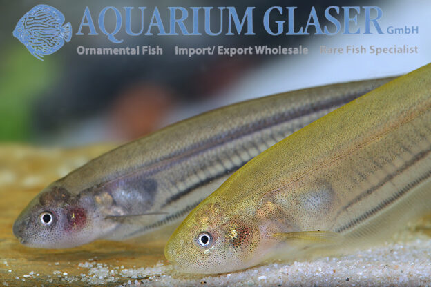 Eigenmannia virescens ( = E. sp. aff. trilineata “Orinoco”) - Aquarium ...