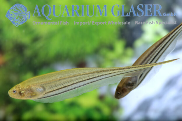 Eigenmannia virescens ( = E. sp. aff. trilineata “Orinoco”) - Aquarium ...