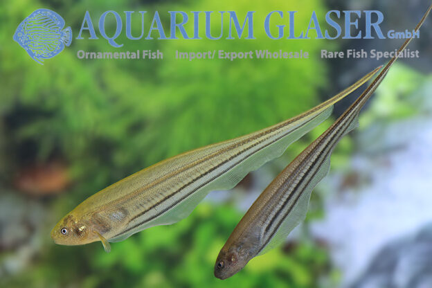 Eigenmannia virescens ( = E. sp. aff. trilineata “Orinoco”) - Aquarium ...