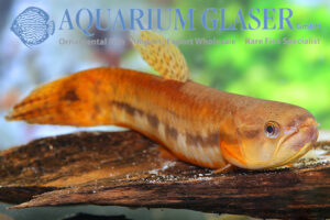 Erythrinus sp. Orinoco - Aquarium Glaser GmbH