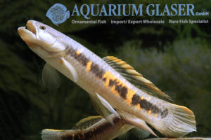 Erythrinus erythrinus PERU - Aquarium Glaser GmbH