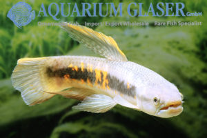 Erythrinus erythrinus PERU - Aquarium Glaser GmbH