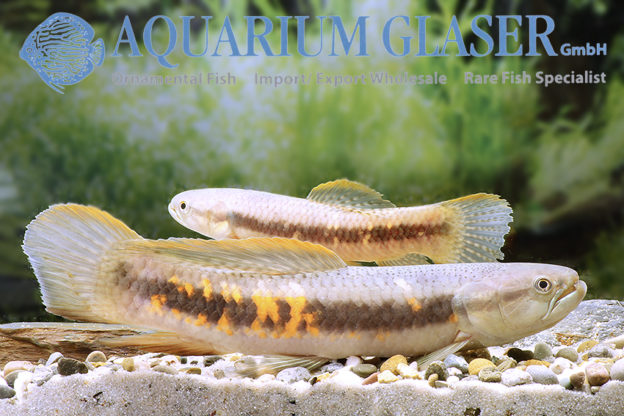 Erythrinus erythrinus PERU - Aquarium Glaser GmbH