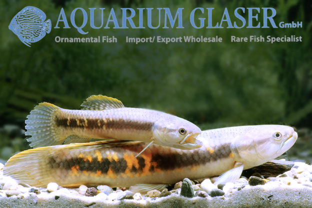 Erythrinus erythrinus PERU - Aquarium Glaser GmbH