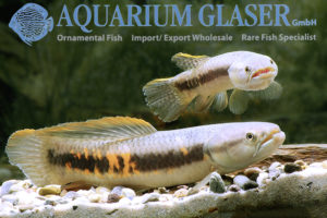 Erythrinus erythrinus PERU - Aquarium Glaser GmbH