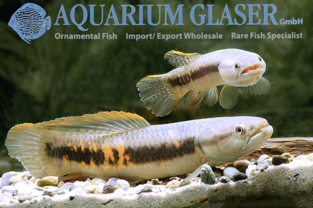 Erythrinus erythrinus PERU - Aquarium Glaser GmbH