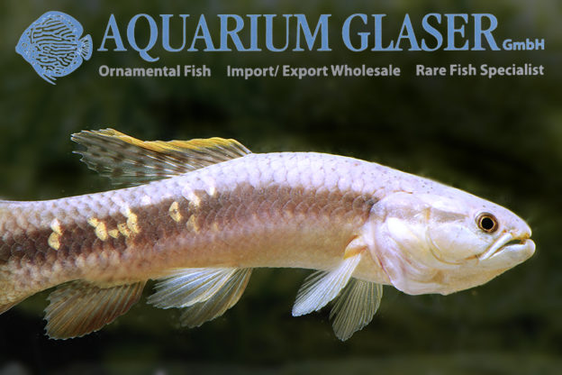 Erythrinus erythrinus PERU - Aquarium Glaser GmbH