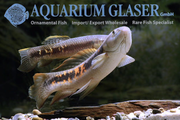 Erythrinus erythrinus PERU - Aquarium Glaser GmbH