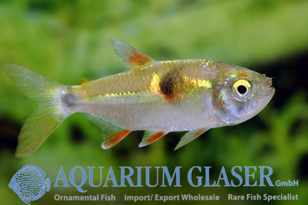 Bucktooth tetra - Aquarium Glaser GmbH