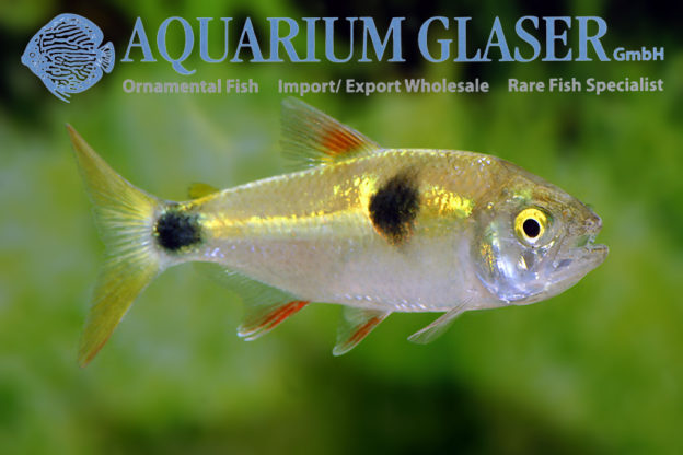Exodon paradoxus - Aquarium Glaser GmbH