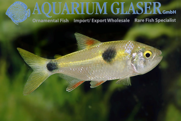Exodon paradoxus - Aquarium Glaser GmbH