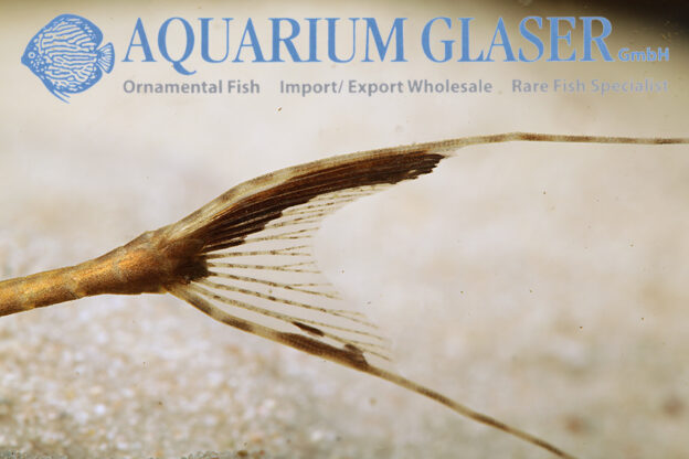 Farlowella hahni - Aquarium Glaser GmbH