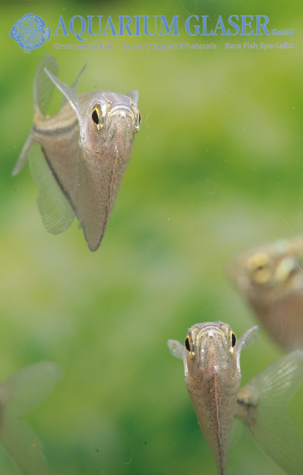 09. Characoids: tetra relationship - Aquarium Glaser GmbH