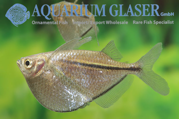 09. Characoids: tetra relationship - Aquarium Glaser GmbH