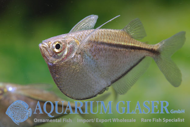 Gasteropelecus sternicla - Aquarium Glaser GmbH